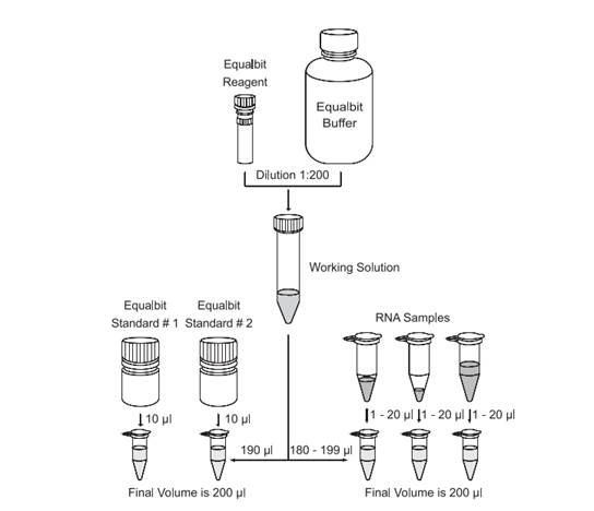 Набор для количественного определения РНК Equalbit RNA HS Assay Kit ...