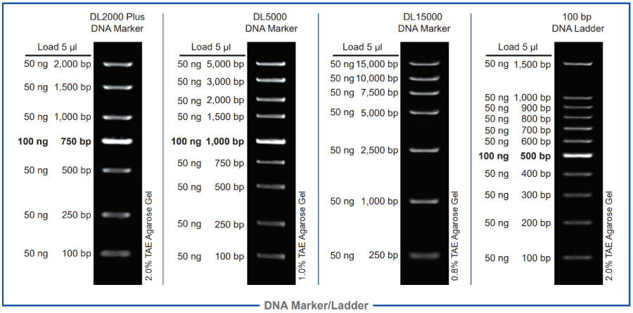 ДНК-маркер 100 bp DNA Ladder, 11 фрагментов от 100 до 1500 п.н., 5 мкл ...