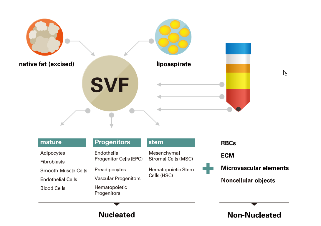 Счетчик и анализатор жизнеспособности стволовых клеток и клеток SVF, 1 ...